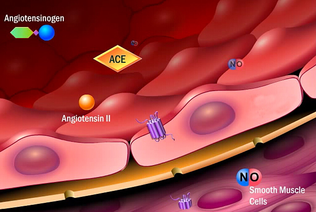 Das Renin-Angiotensin-Aldosteron-System des Körpers - MedMix