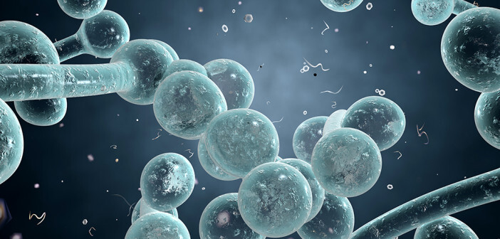 Pilzerkrankungen ­werden häufiger - MedMix