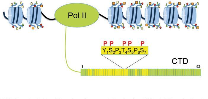 Strukturen der RNA Polymerase II identifiziert - MedMix