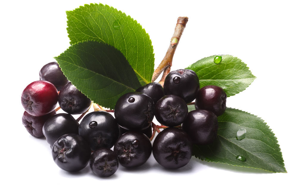 Aroniabeere, Apfelbeere, mit vielen gesundheitlichen Wirkungen