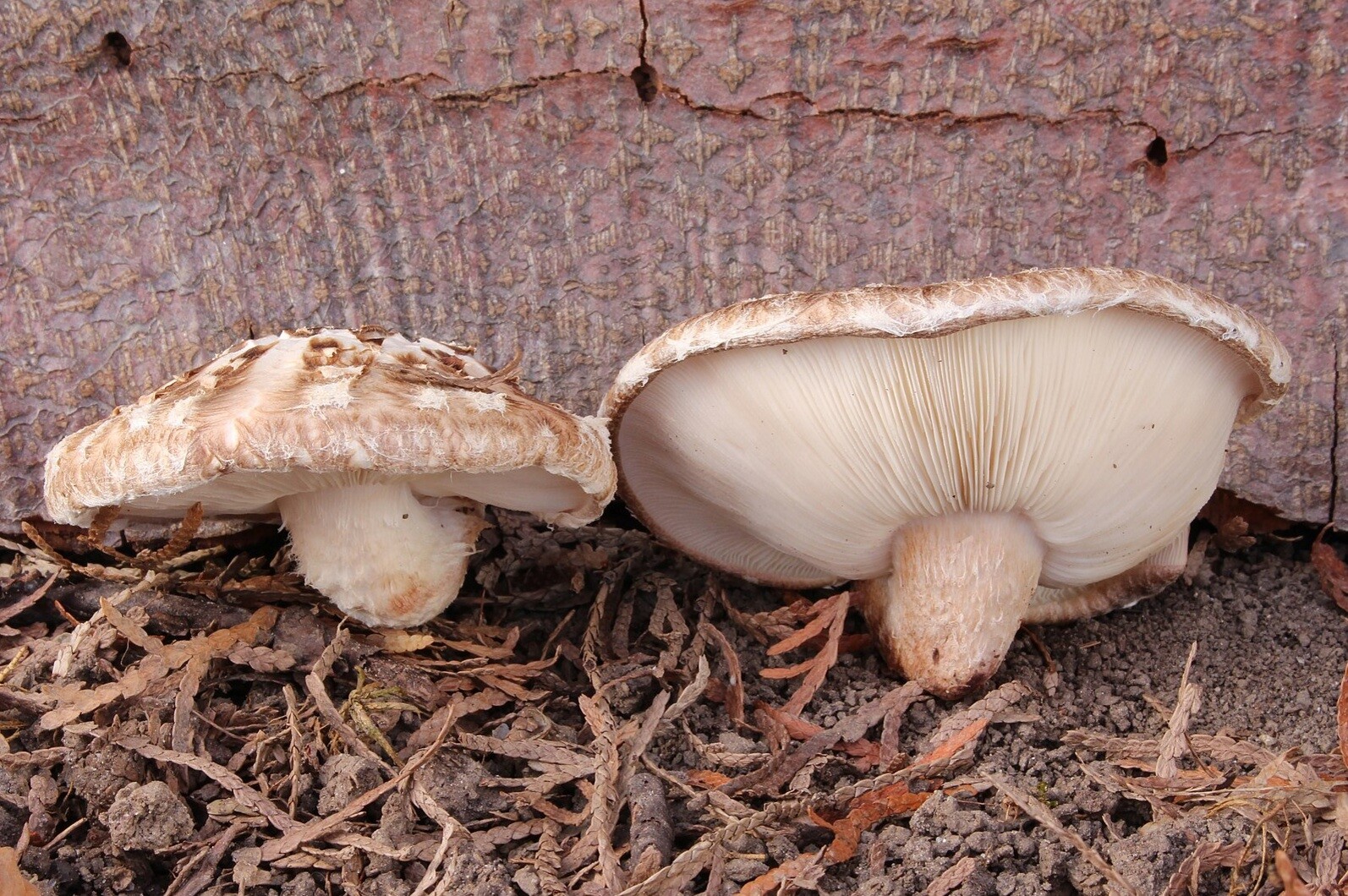 AHCC aus dem Shiitake-Pilz fürs Immunsystem gegen Covid 19